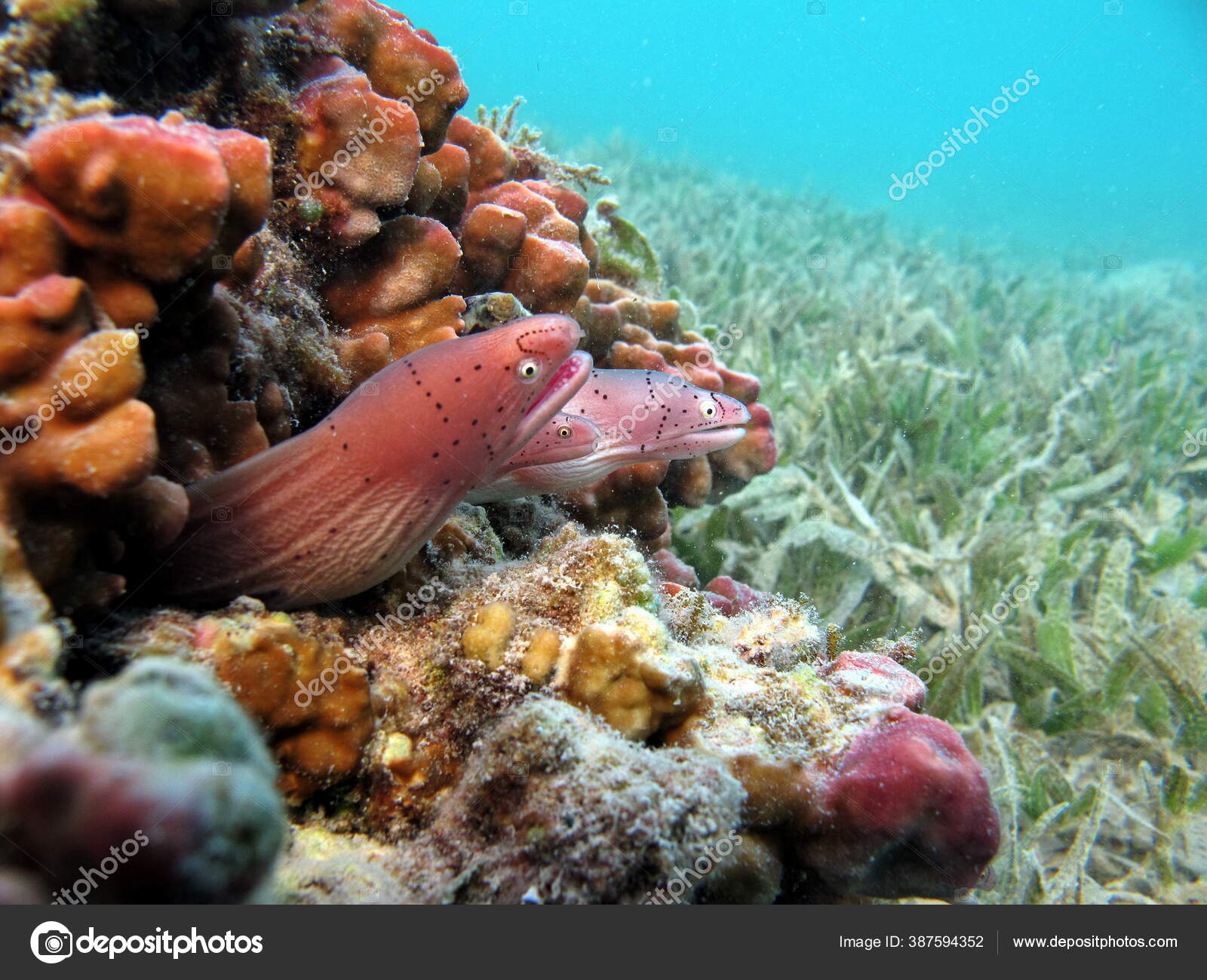 Moray Eels Fishes Type Bone Fish Osteichthyes Moray Eels Muraenidae ...