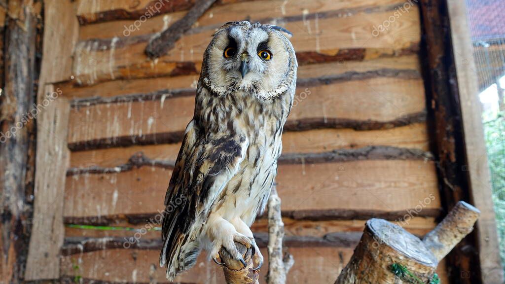 Asio otus es un ave pequeña perteneciente a la familia de los búhos. Esta especie se caracteriza ...