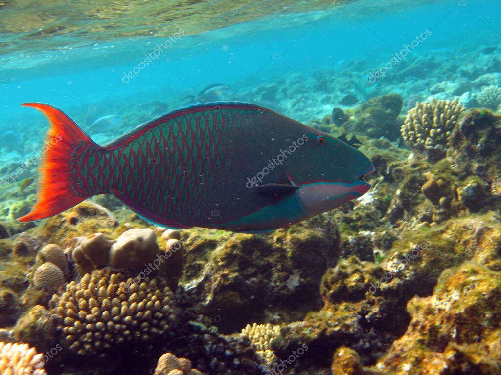 Parrotfish (Scaridae). Pez loro bicolor - crece hasta 80 cm, se ...