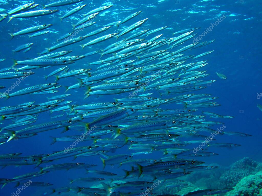 Barracudas Sphyraenidae. La barracuda de cola amarilla crece hasta 60 ...