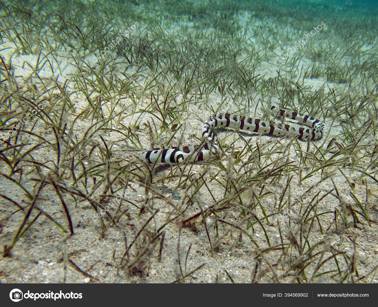 Fish Species Osteichthyes Bony Fish Eels Ophichthidae Harlequin Eel ...
