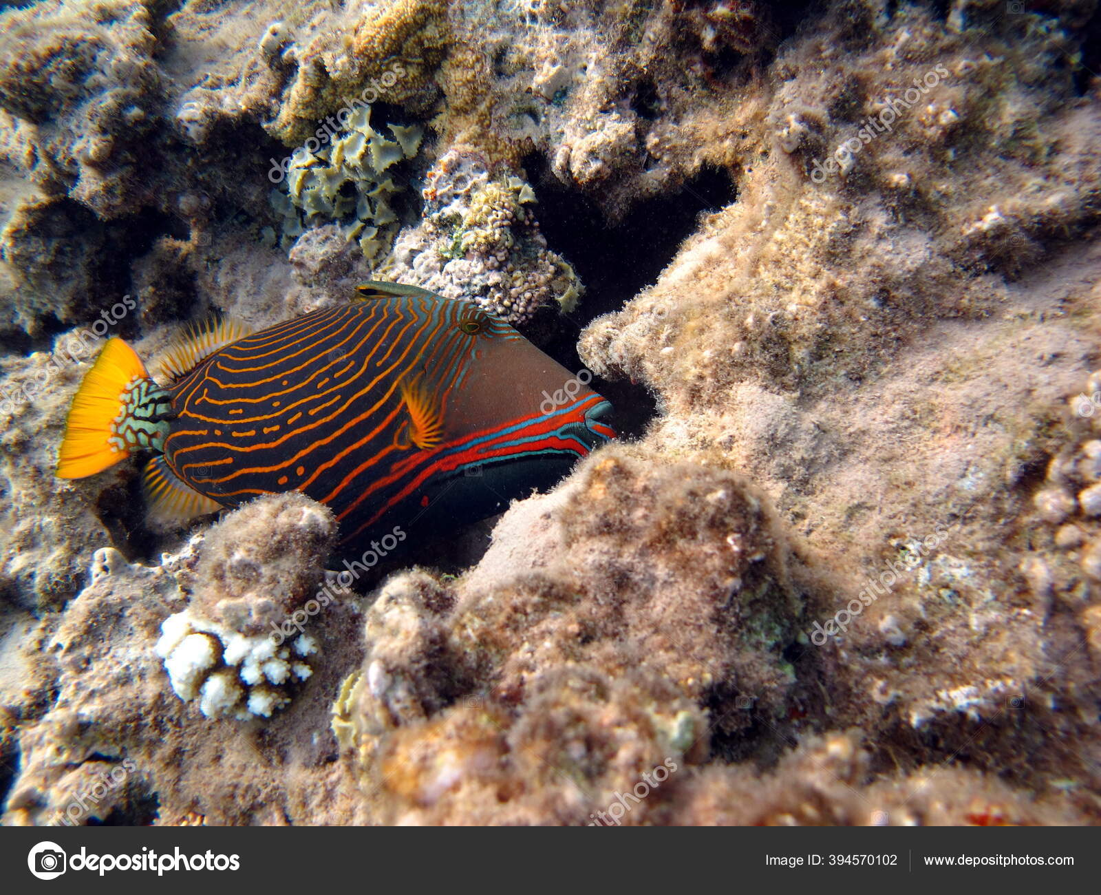 Triggerfish Orange Feather Triggerfish Triggerfish Grows Long Feeds ...