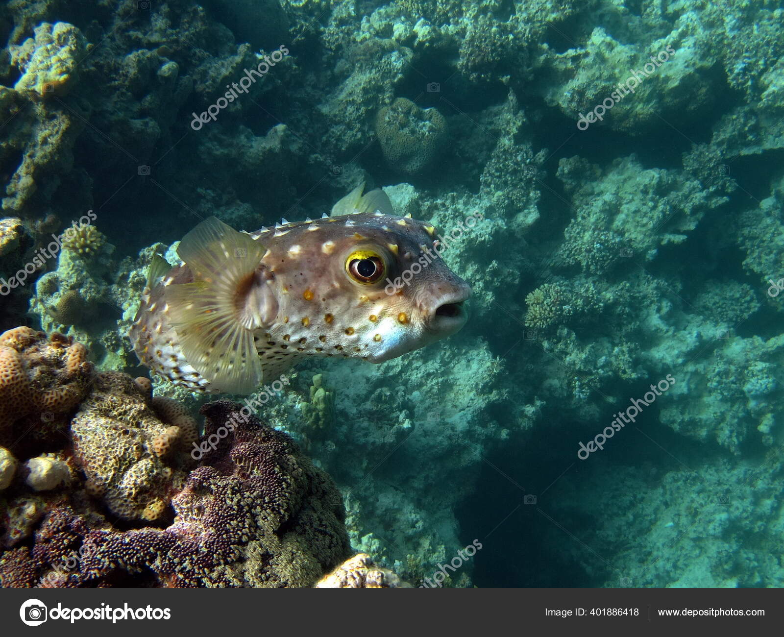 Spotted Burrfish