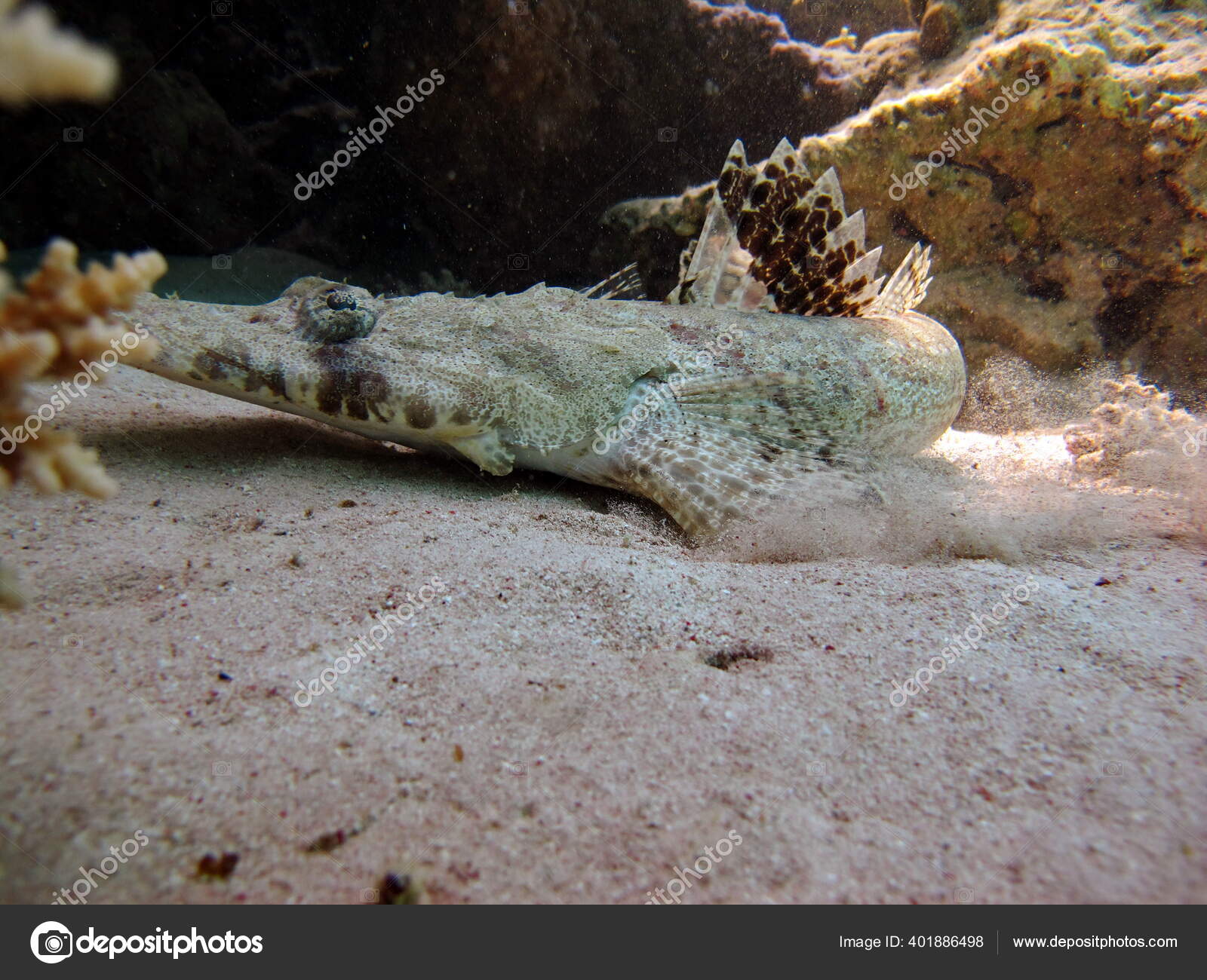 About: SPBO Livescore (Google Play Version) Apptopia, 53% OFF