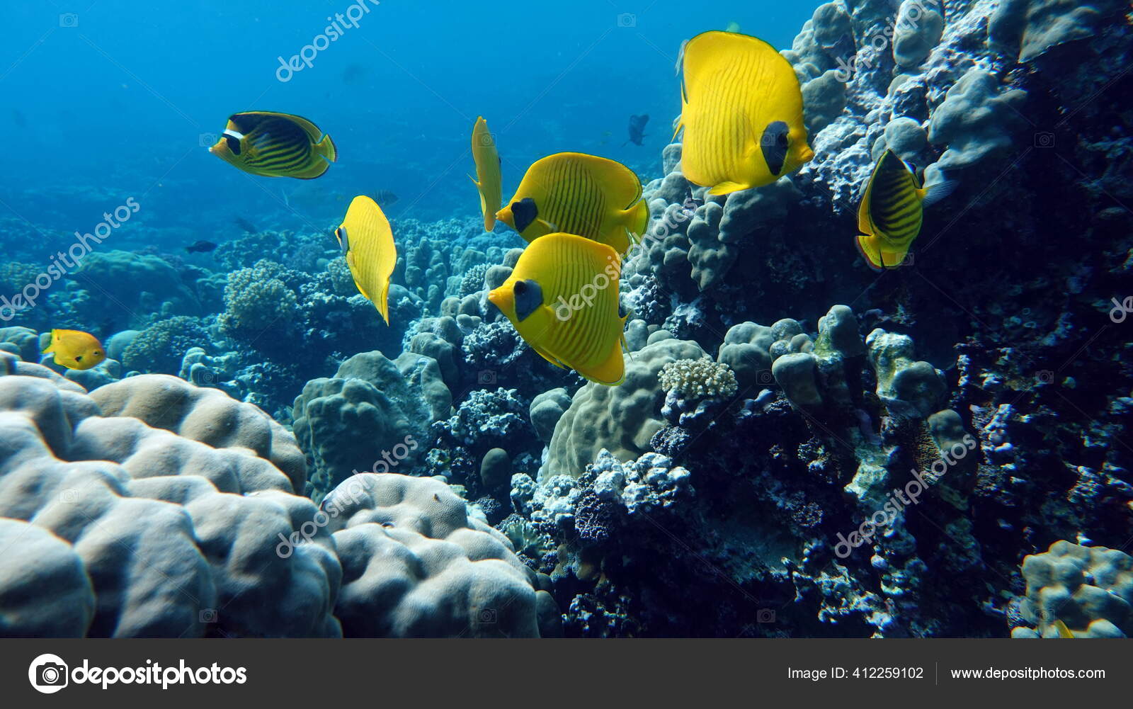 Masked Butterflyfish Fish Type Bone Fish Osteichthyes Butterfly Fish ...