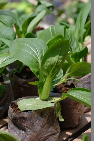 primer plano imagen de pak choy verde fresco / bok choy plantado en el jardín con bolsas de ...