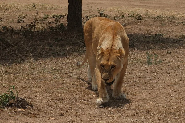 Lion food web Stock Photos, Royalty Free Lion food web Images ...