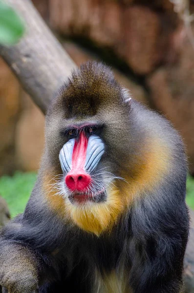 Monkey red lips Stock Photos, Royalty Free Monkey red lips Images ...