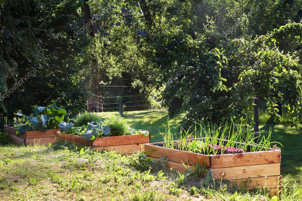 camas de verduras plantadas de madera en un jardín rural, espacio para ...