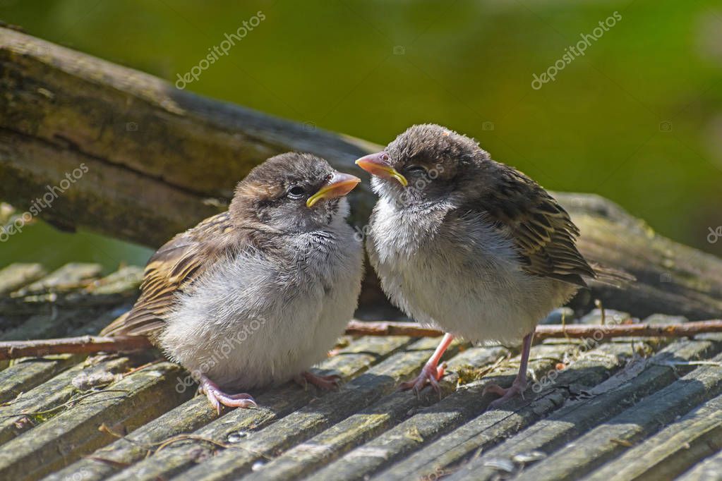 Dos lindos bebés recién nacidos, gorriones de la casa (Passer ...