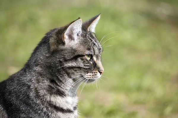 Cat head profile | Tabby cat head profile, close up with copy space ...