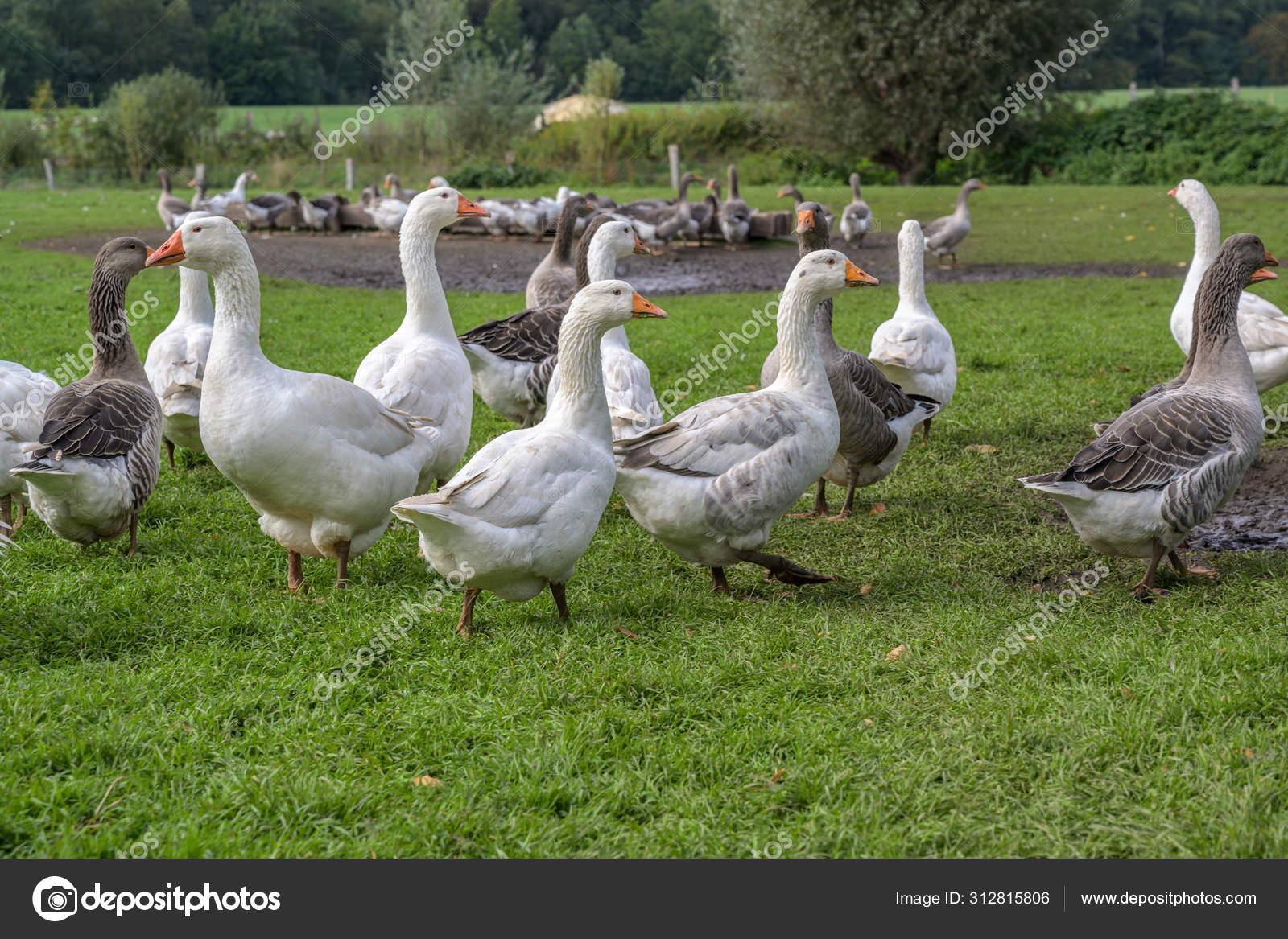 Free-range geese on the pasture of an organic farm, animal concept for ...