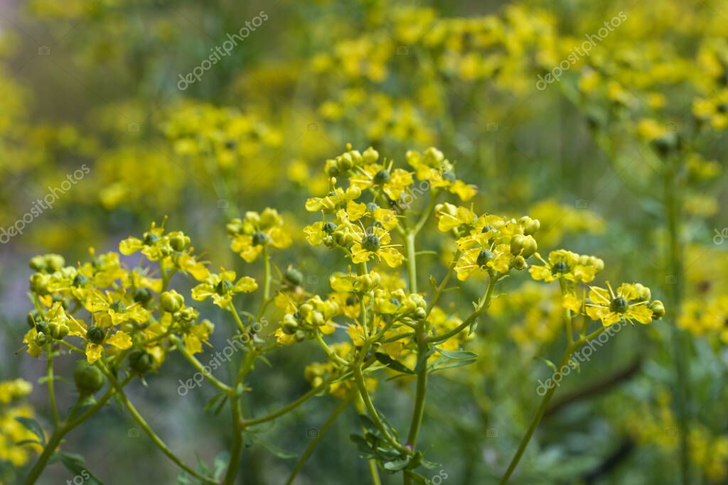Floreciente ruda común o hierba de gracia (Ruta graveolens) con flores ...