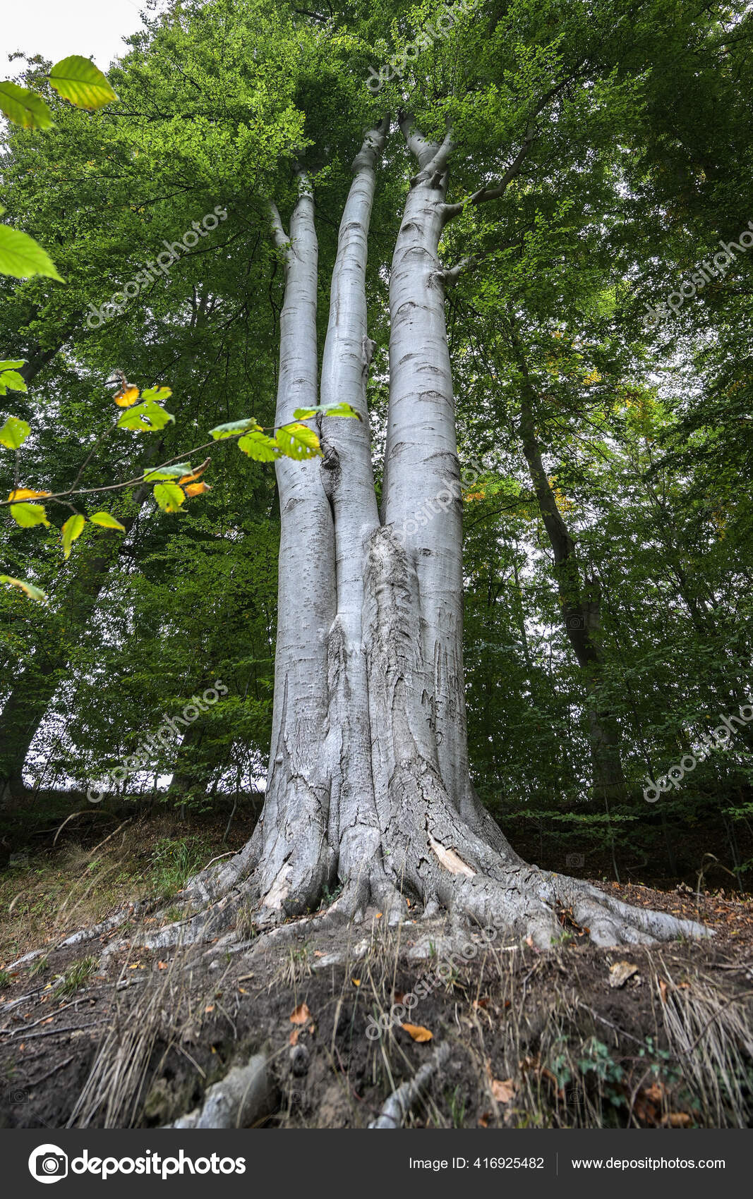 Three Beech Tree Trunks Grow Together One Root One Crown Stock Photo by ...