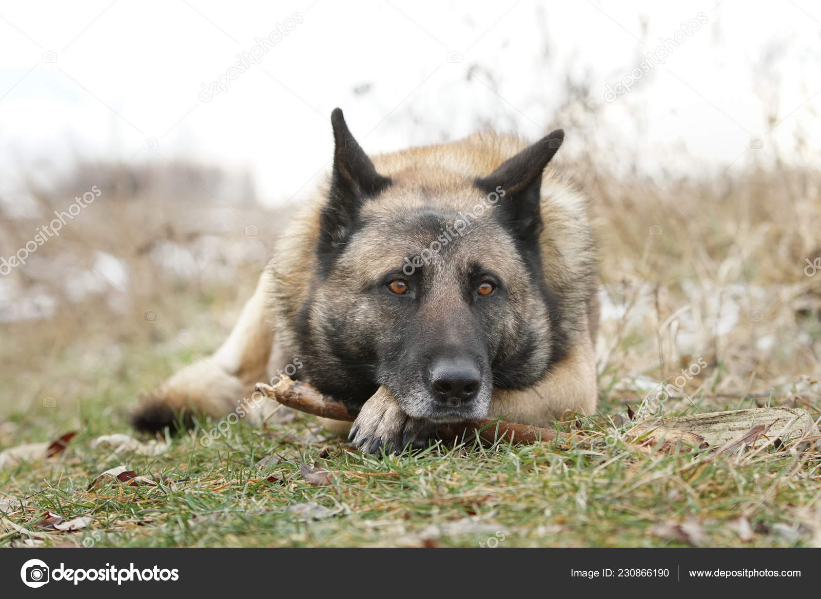 Sad German Shepherd