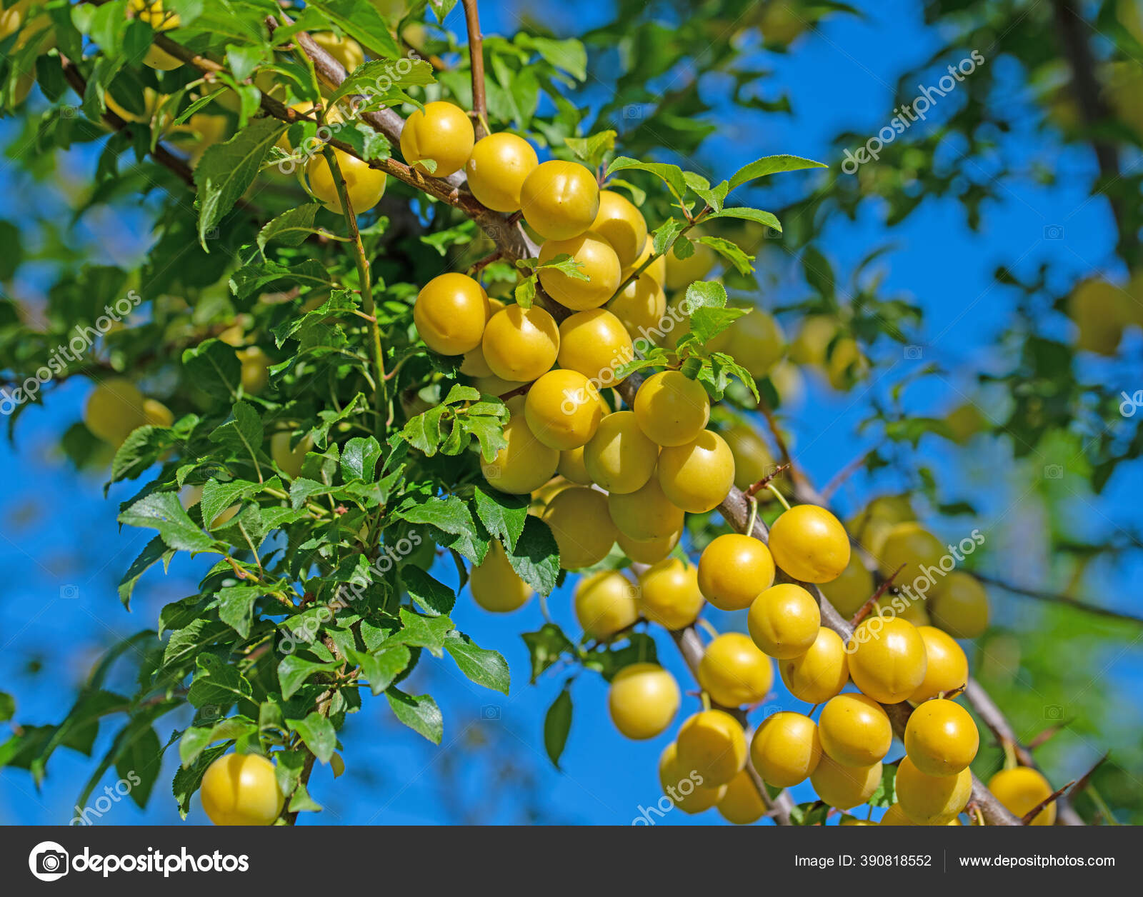 Mirabelle Plum Tree