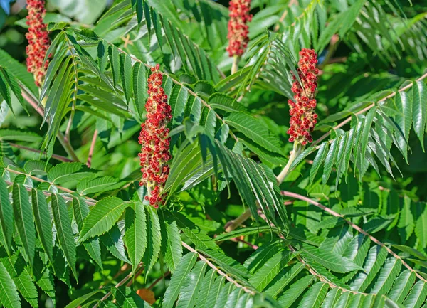 Vinegar tree Stock Photos, Royalty Free Vinegar tree Images | Depositphotos
