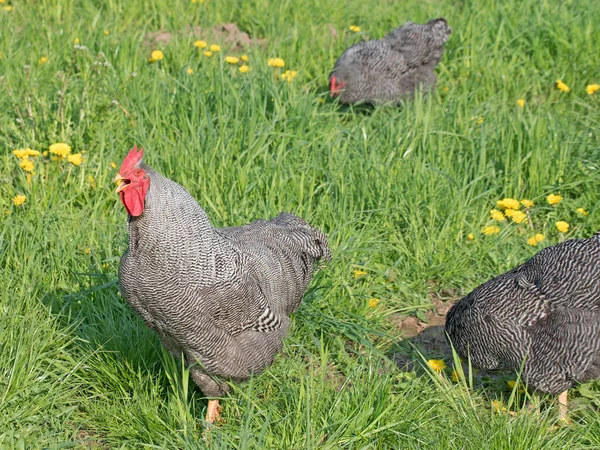 Bosque de galinha inferior Stock Photos, Royalty Free Bosque de galinha ...