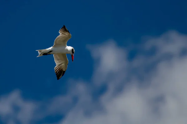 Close up, isolated image of a Caspian tern (Hydroprogne caspia ...