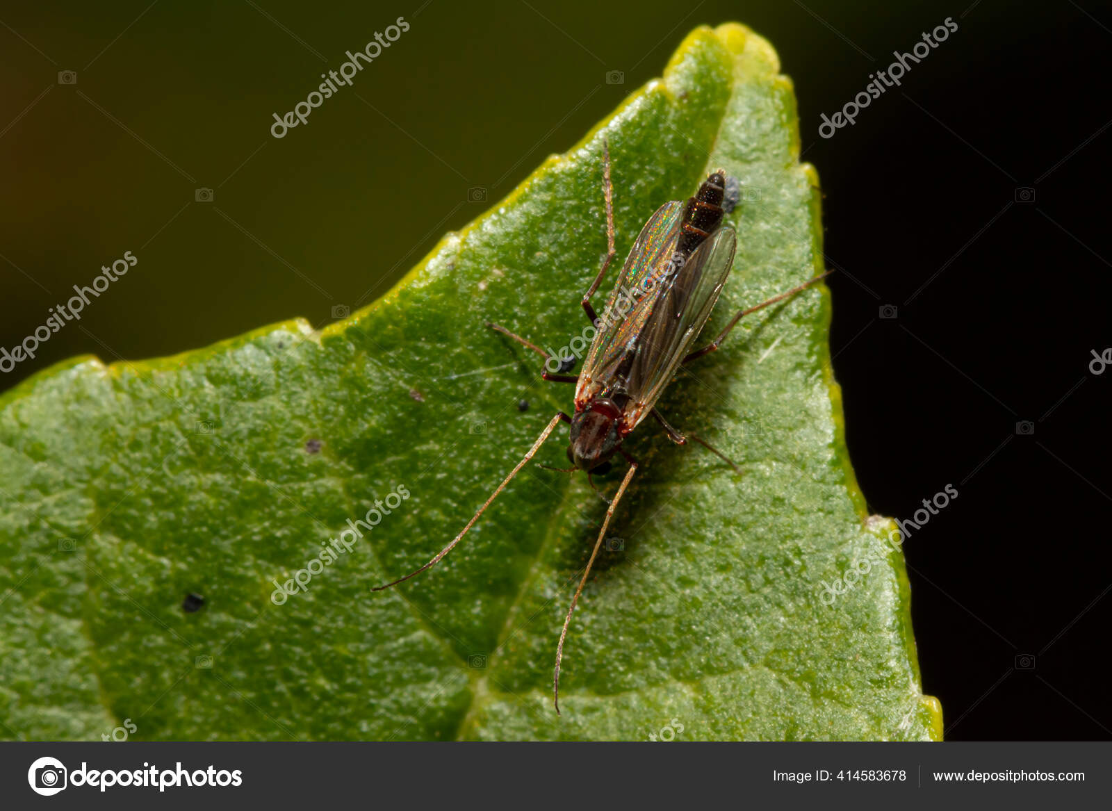 Aerial View Stilt Legged Fly Member Micropezidae Standing Four Legs ...