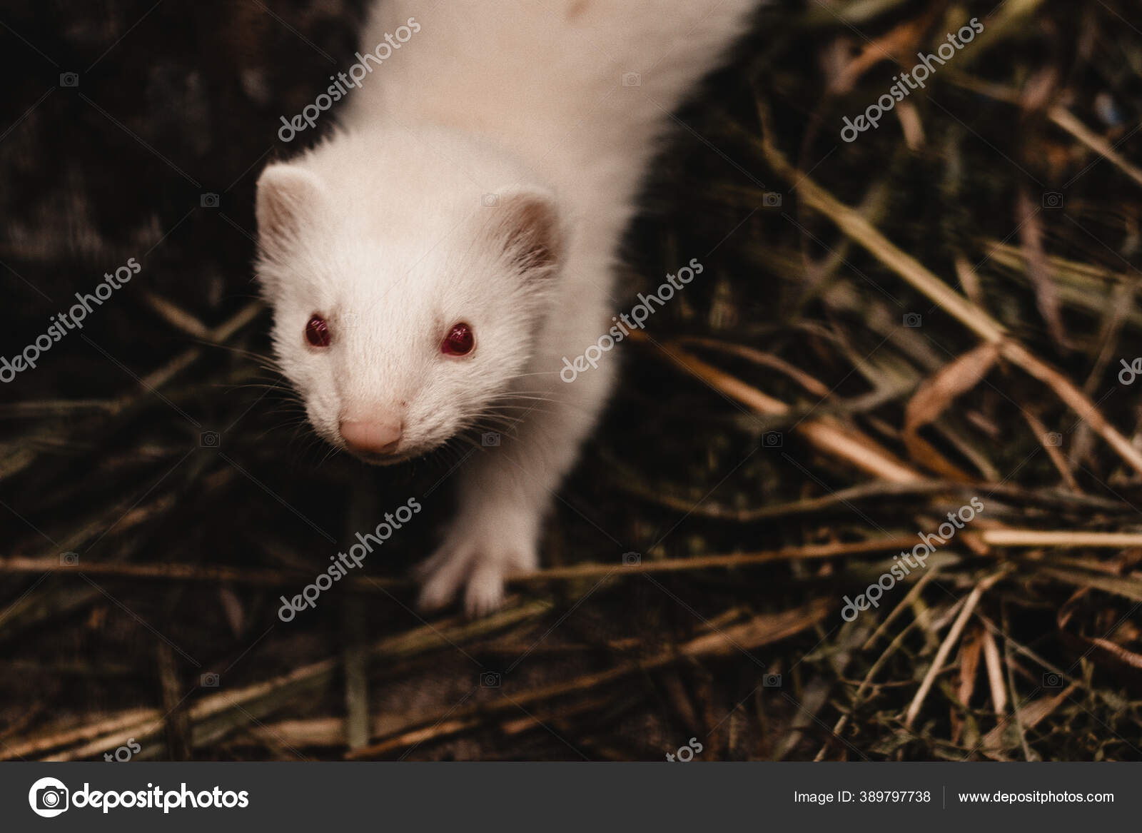 Red Eyed White Ferret