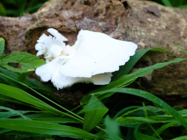 White beech mushroom Stock Photos, Royalty Free White beech mushroom ...