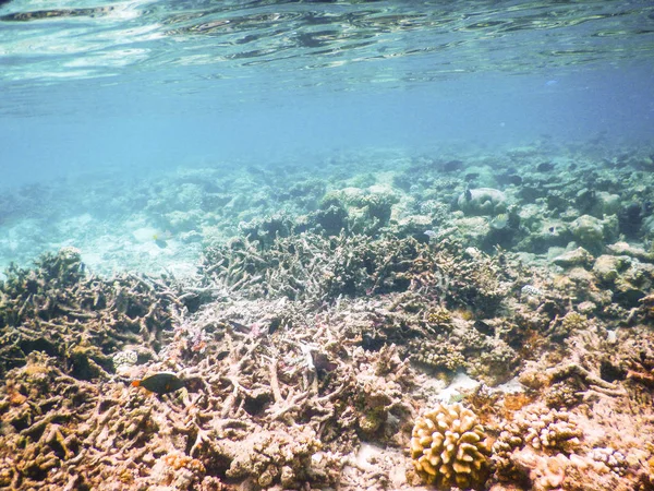 Fotos de Recifes de pulau satonda, Imagens de Recifes de pulau satonda ...