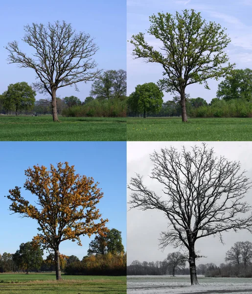 Oak tree sampling Stock Photos, Royalty Free Oak tree sampling Images ...