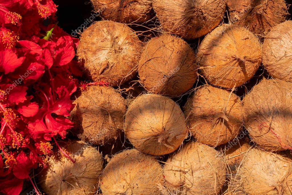 Cocos duros y peludos para la venta como material de adoración, para ...