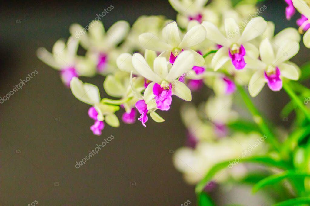 Hermosa decoraci n con flor de orqu dea Dendrobium. Flores de orqu dea ...