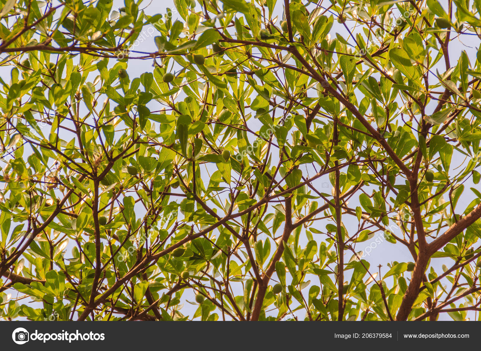 Green Leaf Background Terminalia Ivorensis Tree View Terminalia ...