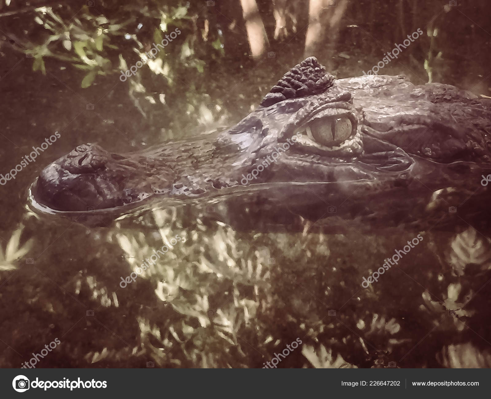 Close Big Frightening Eye Caiman Caimaninae Crocodile Staying Still ...