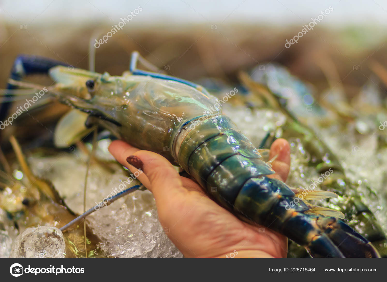 Extra Large Size Giant Malaysian Prawn Macrobrachium Rosenbergii Also ...