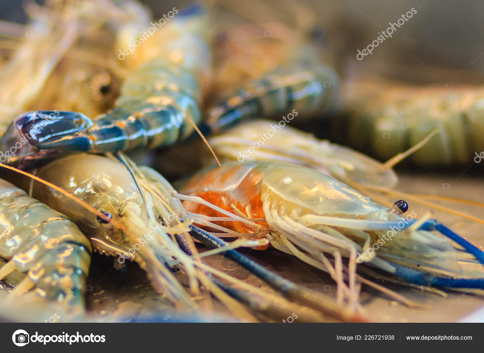 Tamaño Extra Jumbo Del Camarón Malayo Gigante Macrobrachium Rosenbergii ...