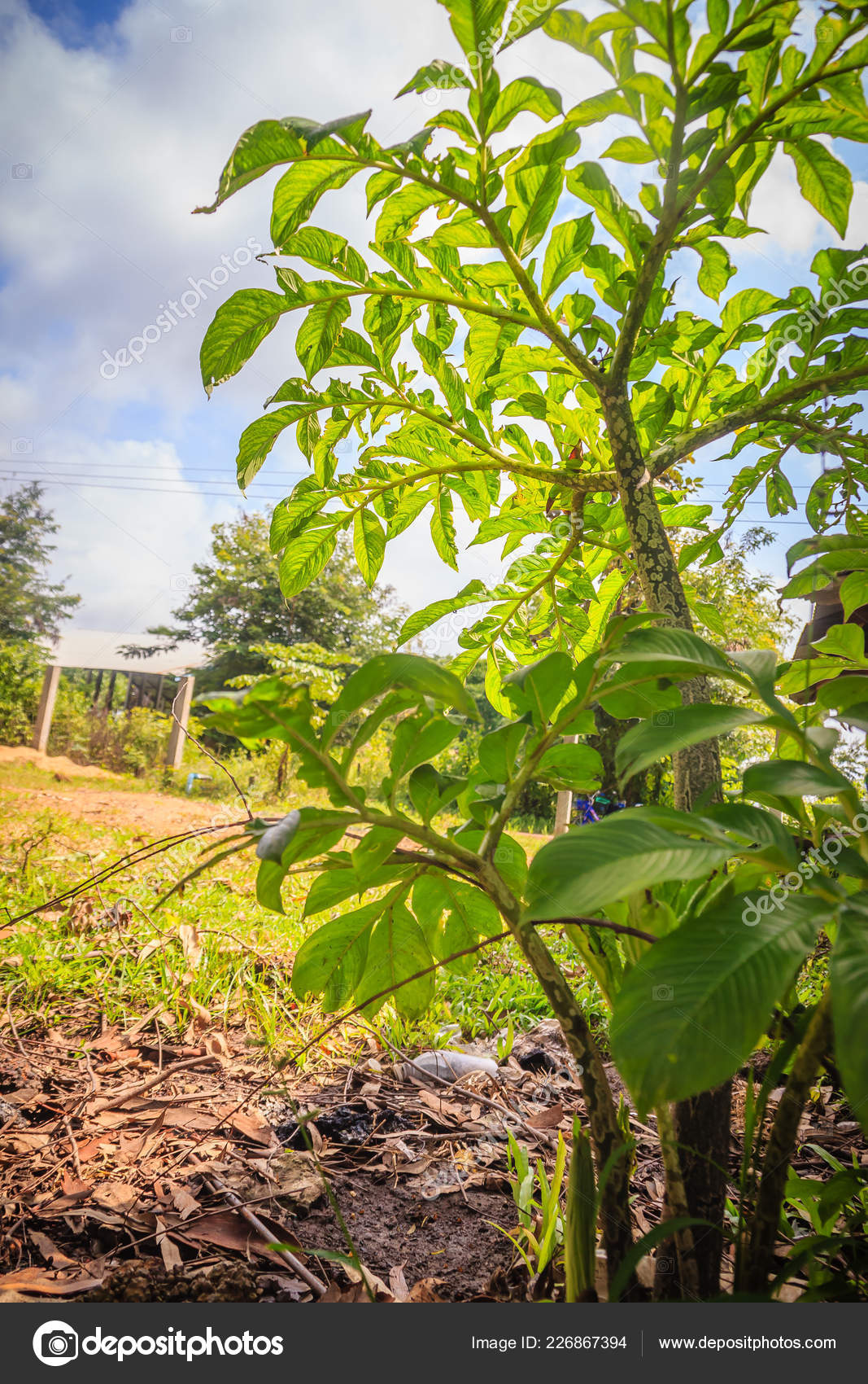 Green Konjac Tree Amorphophallus Konjac Forest Also Known Konjak ...