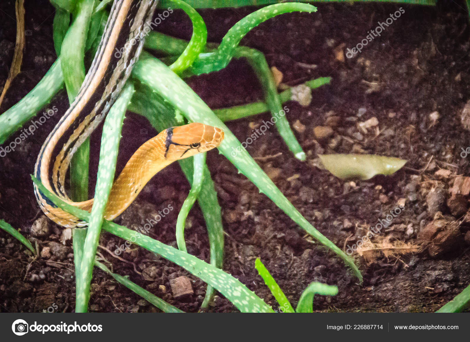 Radiated Ratsnake Copperhead Rat Snake Copper Headed Trinket Snake ...