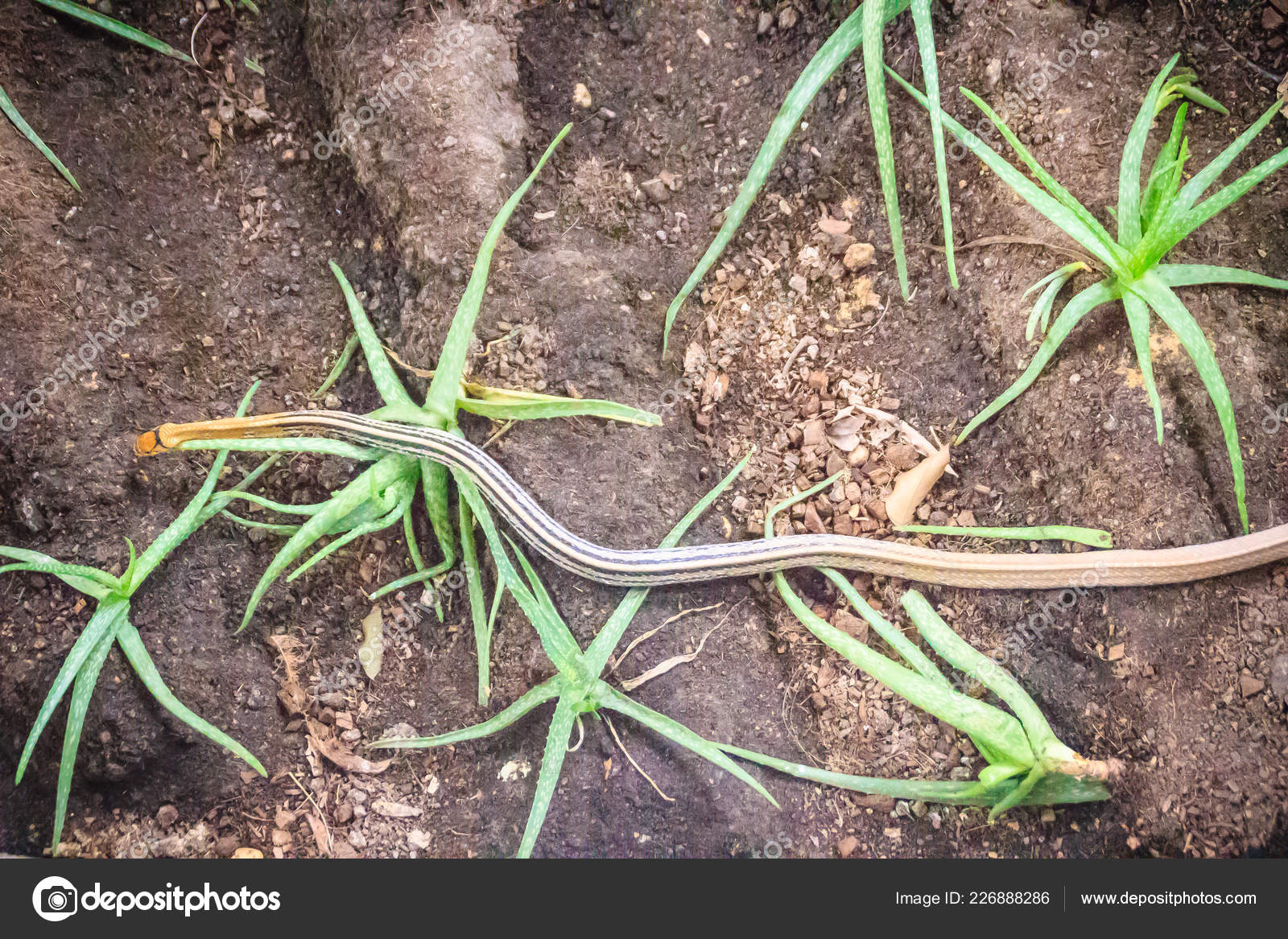 Radiated Ratsnake Copperhead Rat Snake Copper Headed Trinket Snake ...