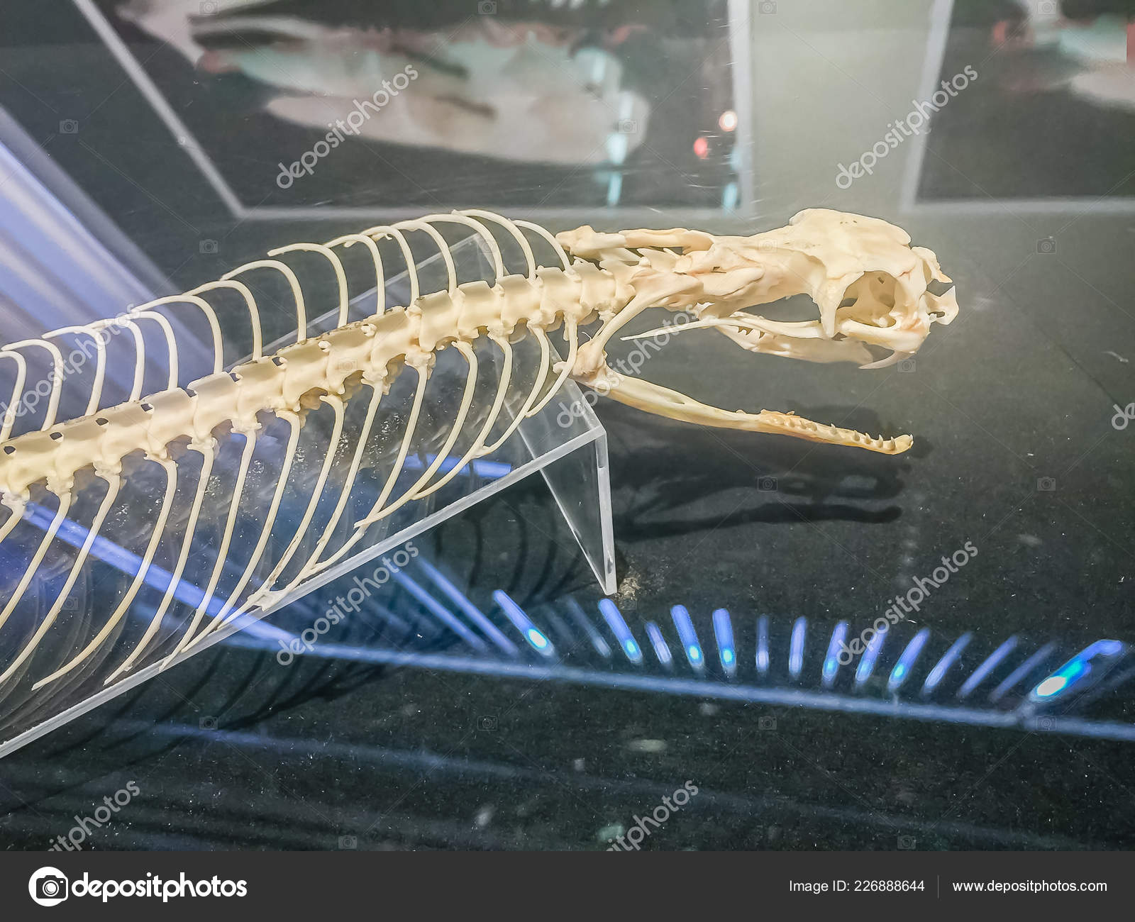 Cobra Skeleton