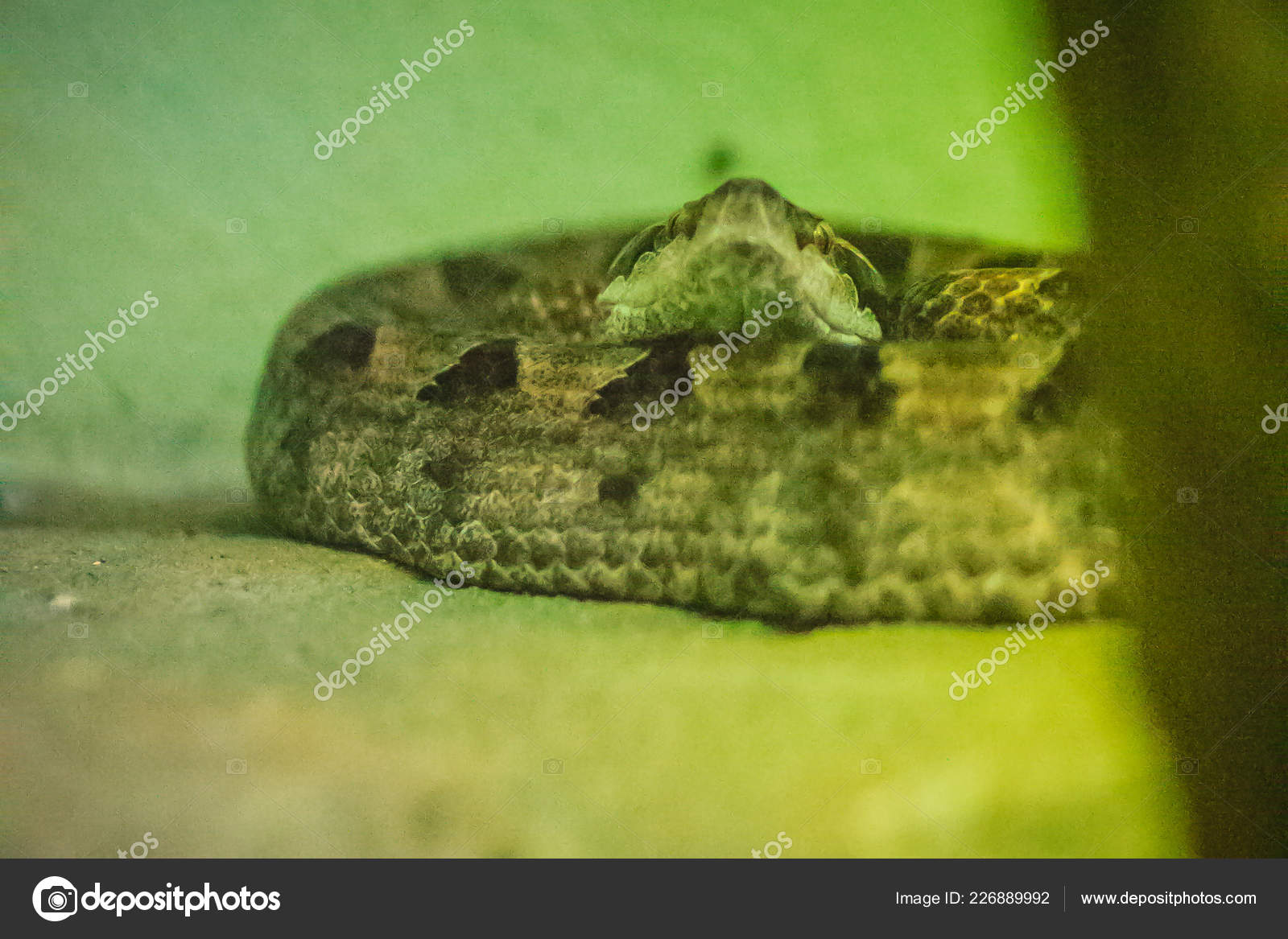 Calloselasma Rhodostoma Snake Also Known Malayan Malaysian Pit Viper ...