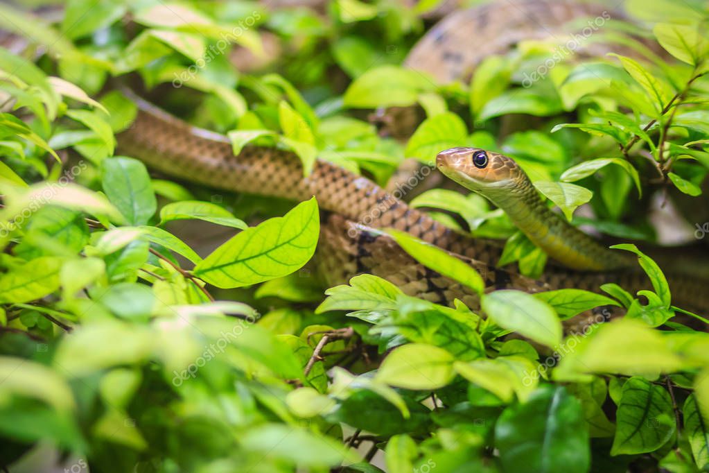 Linda serpiente de rata indochina (Ptyas korros) se está deslizando en ...