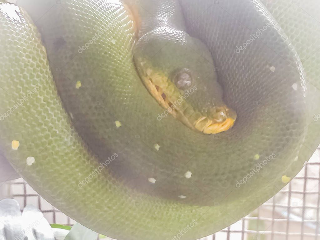 Pitón verde lindo (Morelia viridis), una especie de pitón nativo de ...