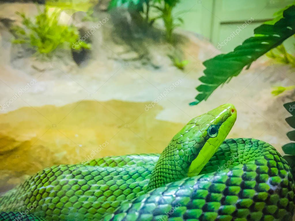 Serpiente Racer de cola roja (Gonyosoma oxycephalum). Es una serpiente ...