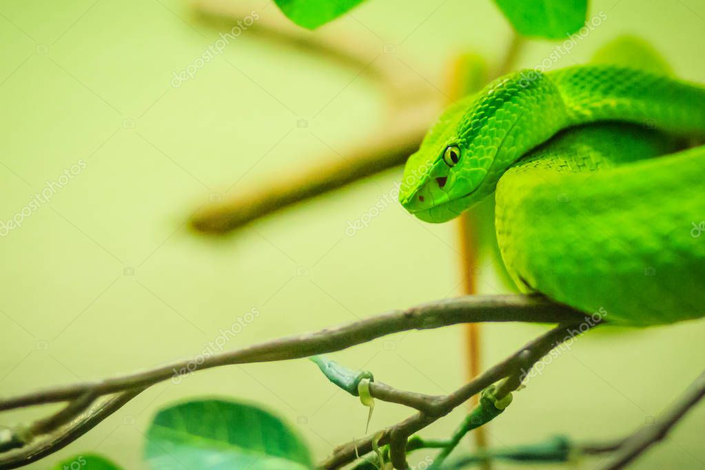 Trimeresurus trigonocephalus, la víbora de Sri Lanka, la víbora de ...