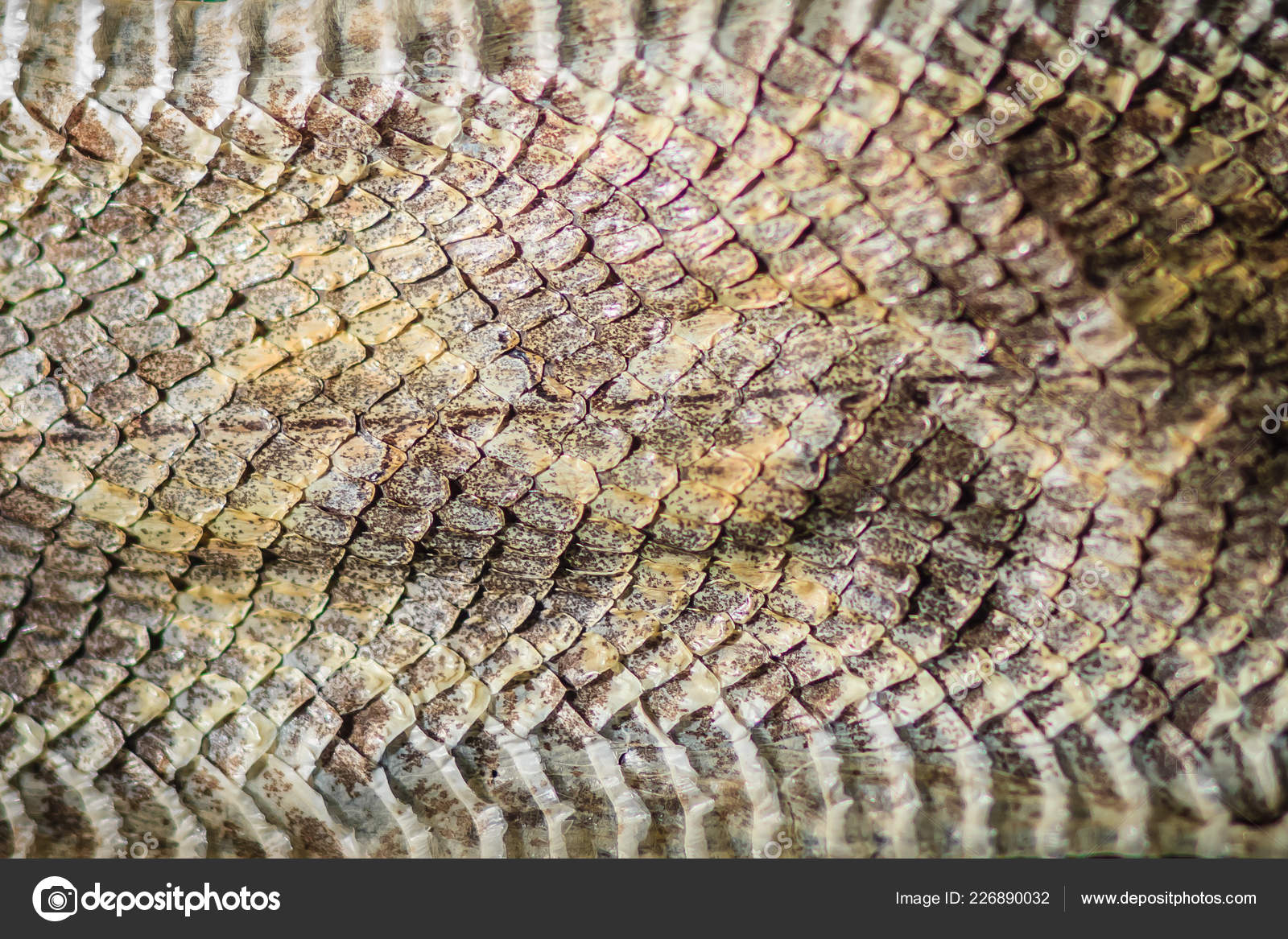 Dried Snake Skin Malayan Pit Viper Calloselasma Rhodostoma Background ...