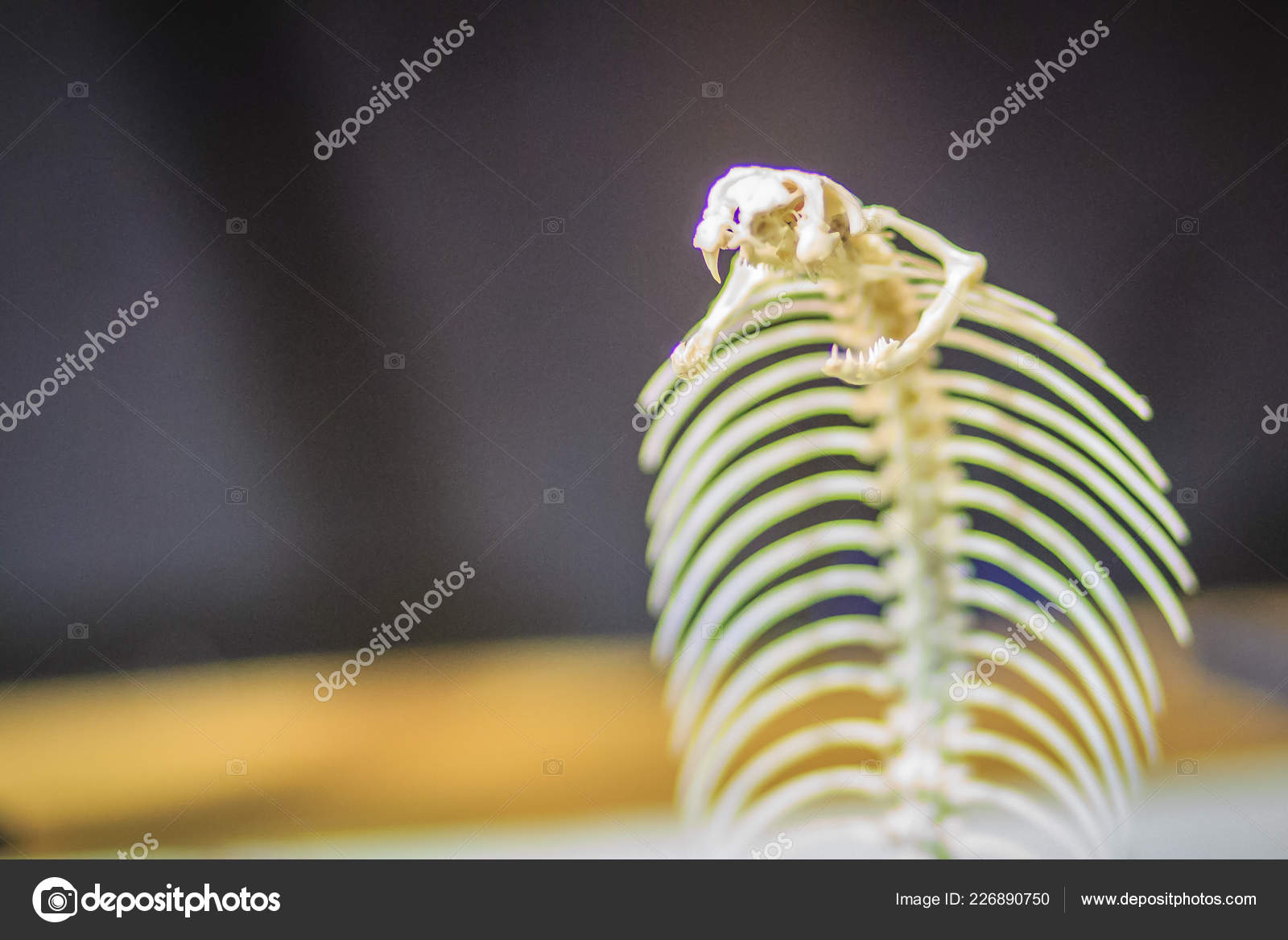 Cobra Skeleton