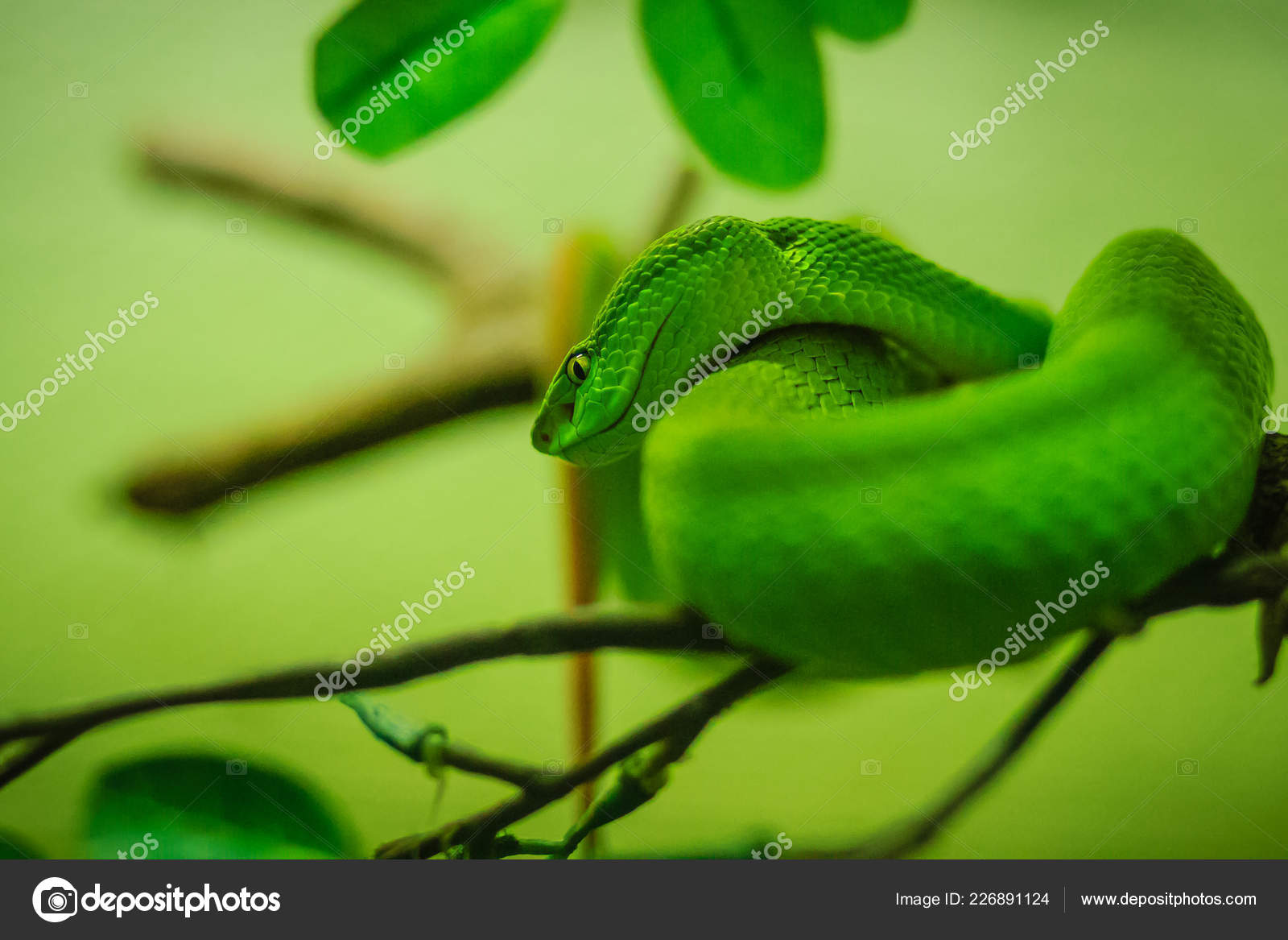 Trimeresurus Trigonocephalus Víbora Sri Lanka Víbora Ceilão Víbora ...
