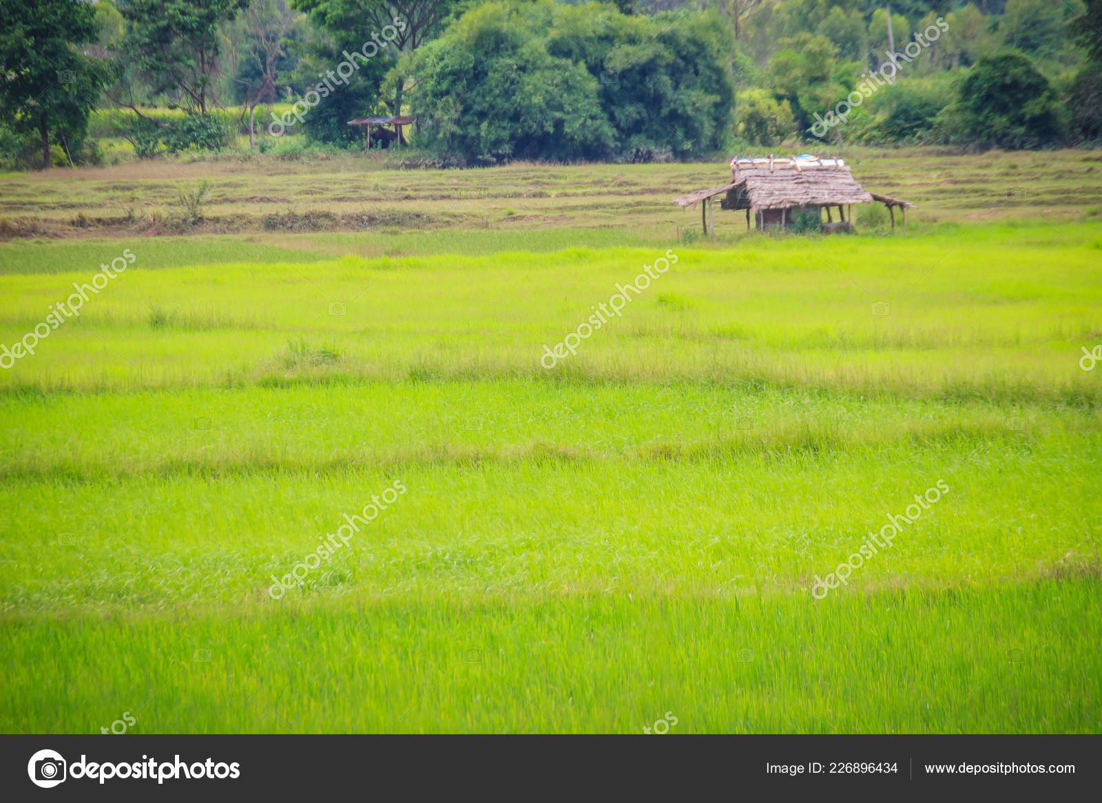 Peaceful Cottage Rice Farm Green Background Tranquilly Green Rice Field ...