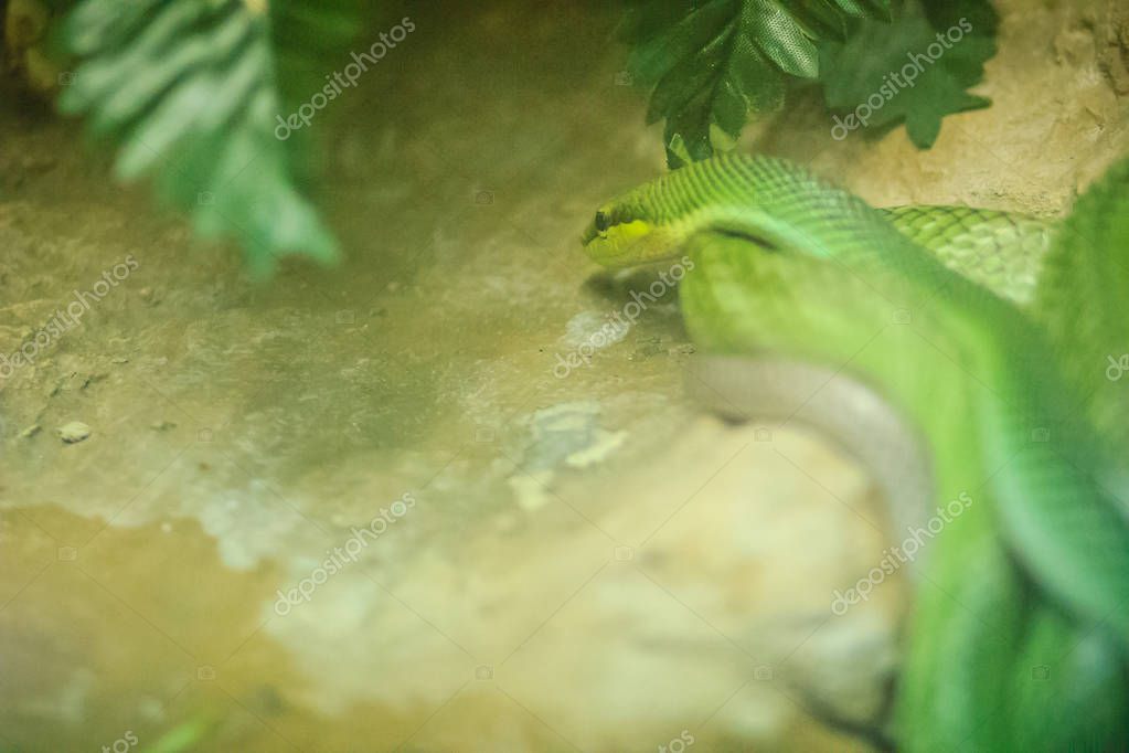 Serpiente Racer de cola roja (Gonyosoma oxycephalum). Es una serpiente ...