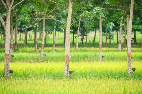 Multiple cropping Stock Photos, Royalty Free Multiple cropping Images ...