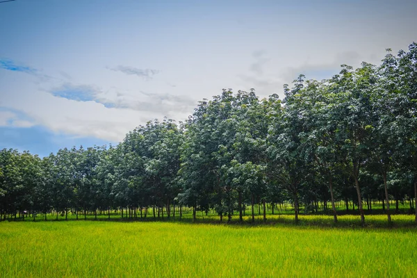 Multiple cropping Stock Photos, Royalty Free Multiple cropping Images ...